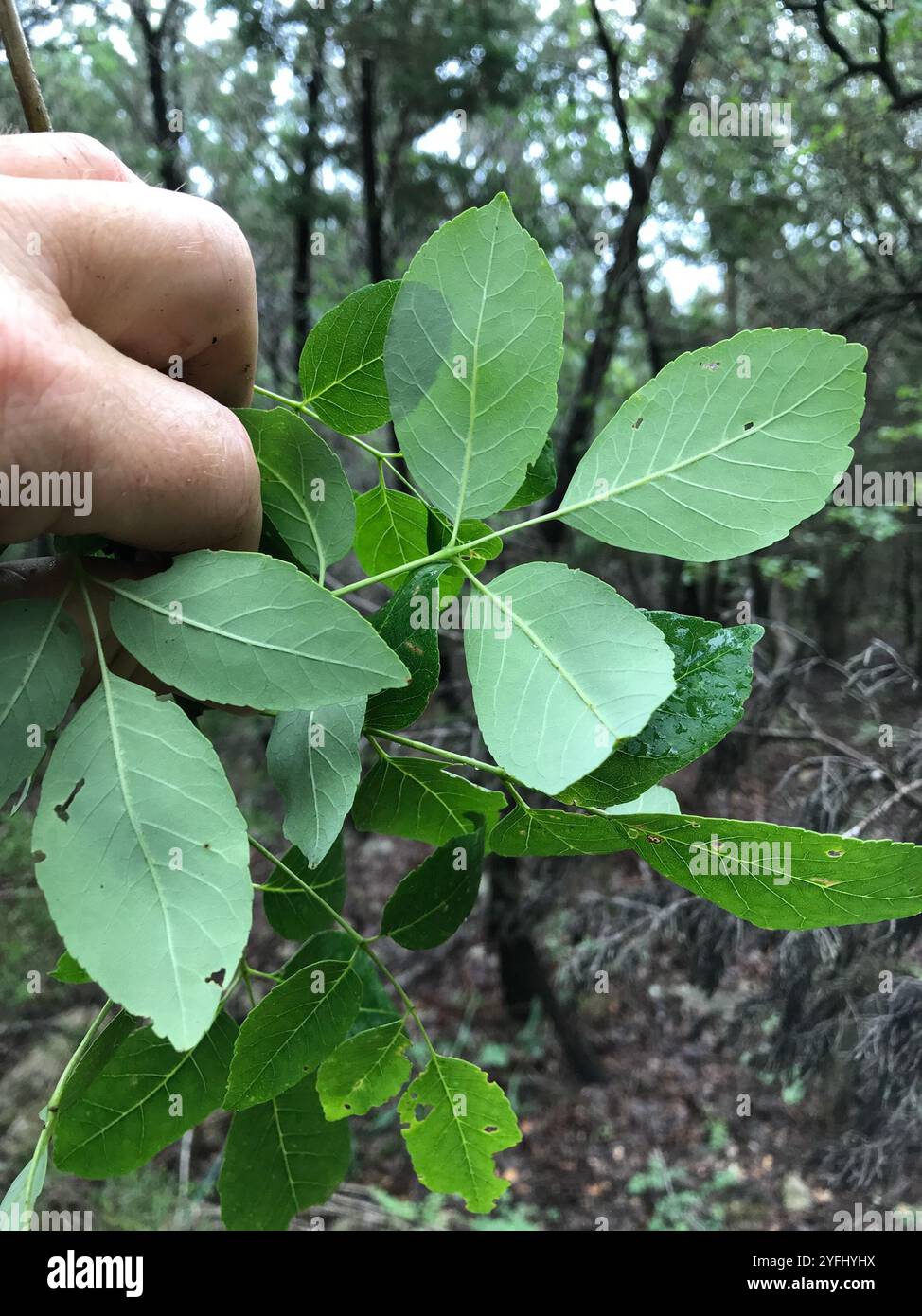 Texas ash (Fraxinus albicans Stock Photo - Alamy