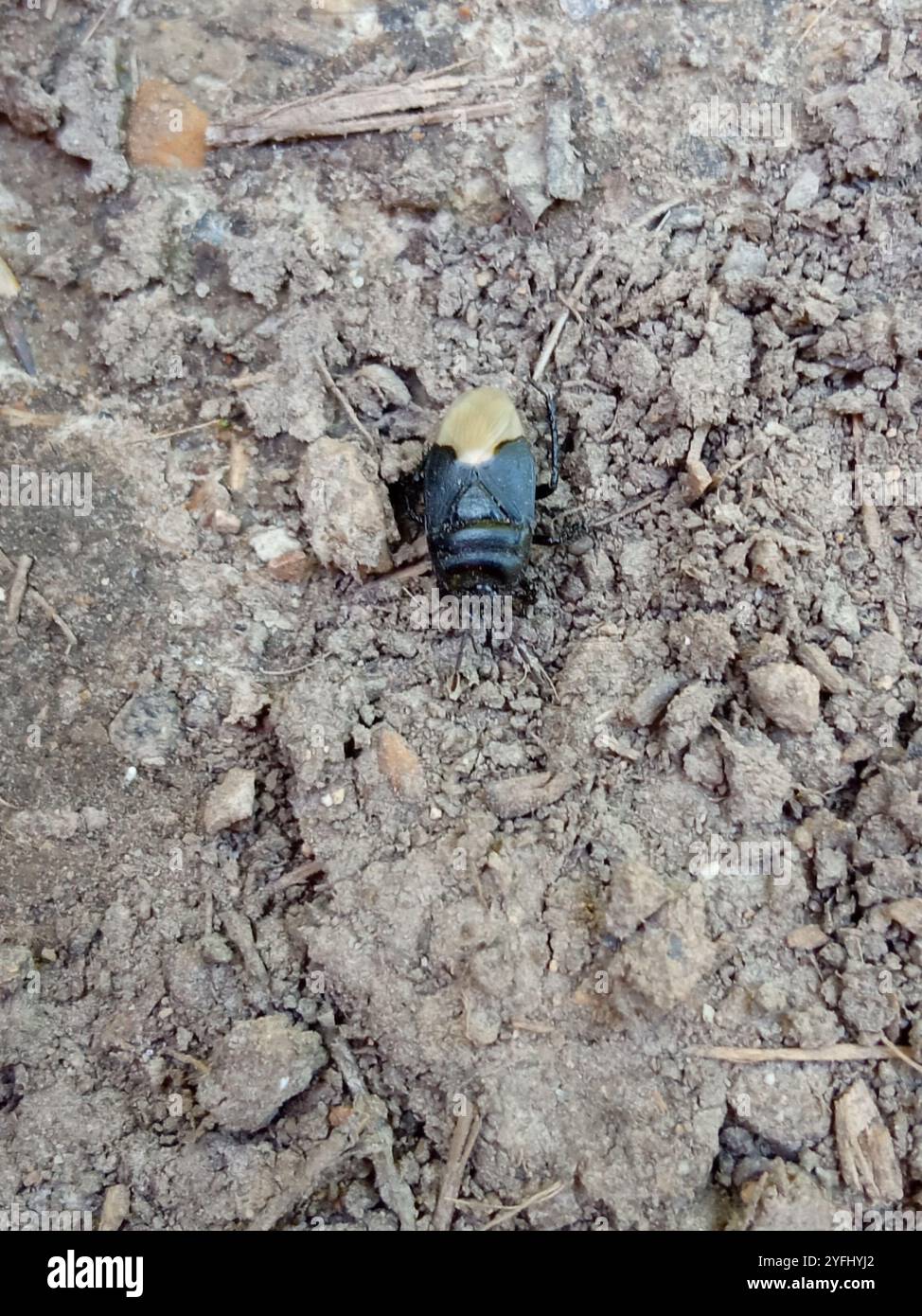 Black burrowing bug (Cydnus aterrimus Stock Photo - Alamy