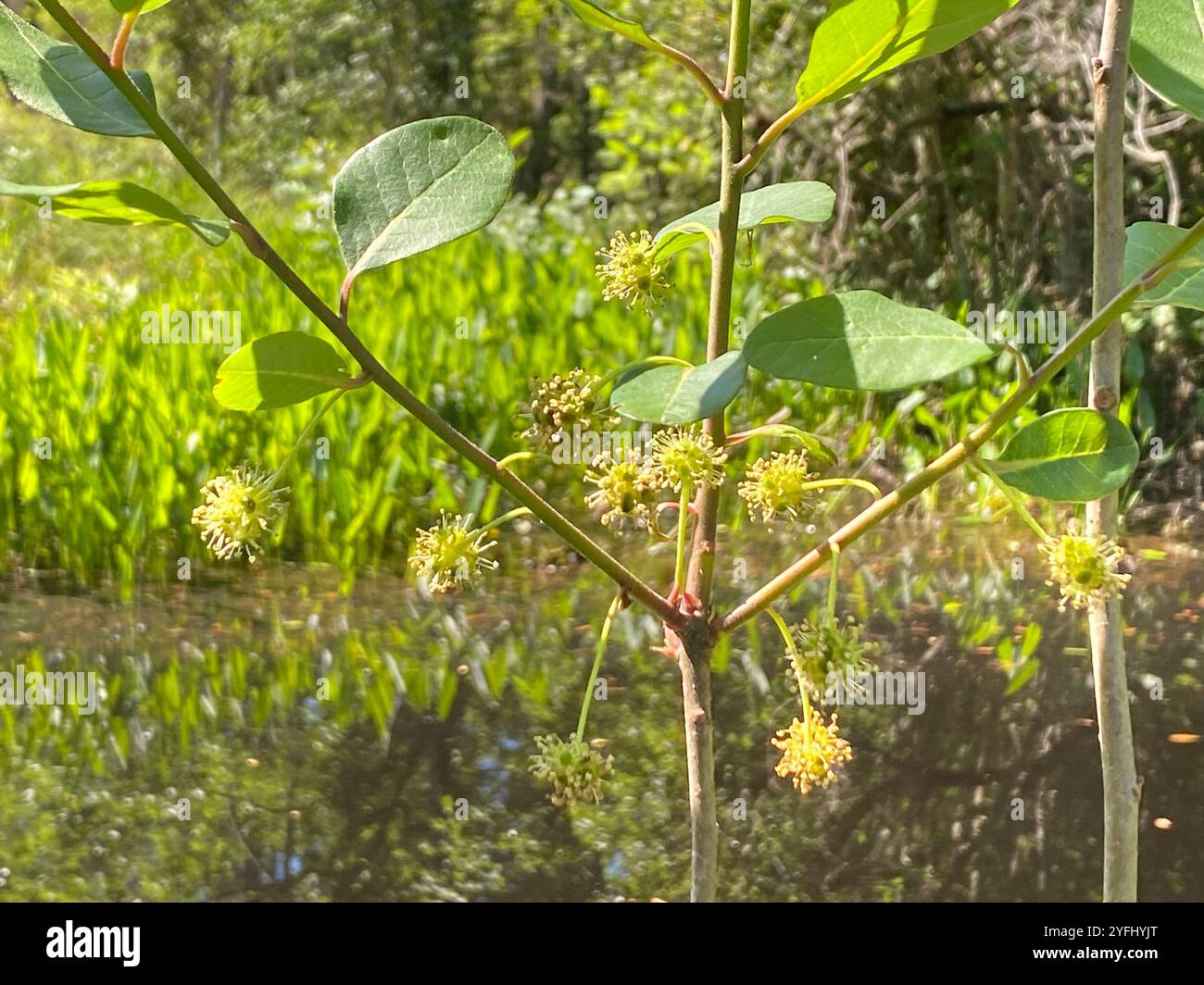 Nyssa ogeche hi-res stock photography and images - Alamy