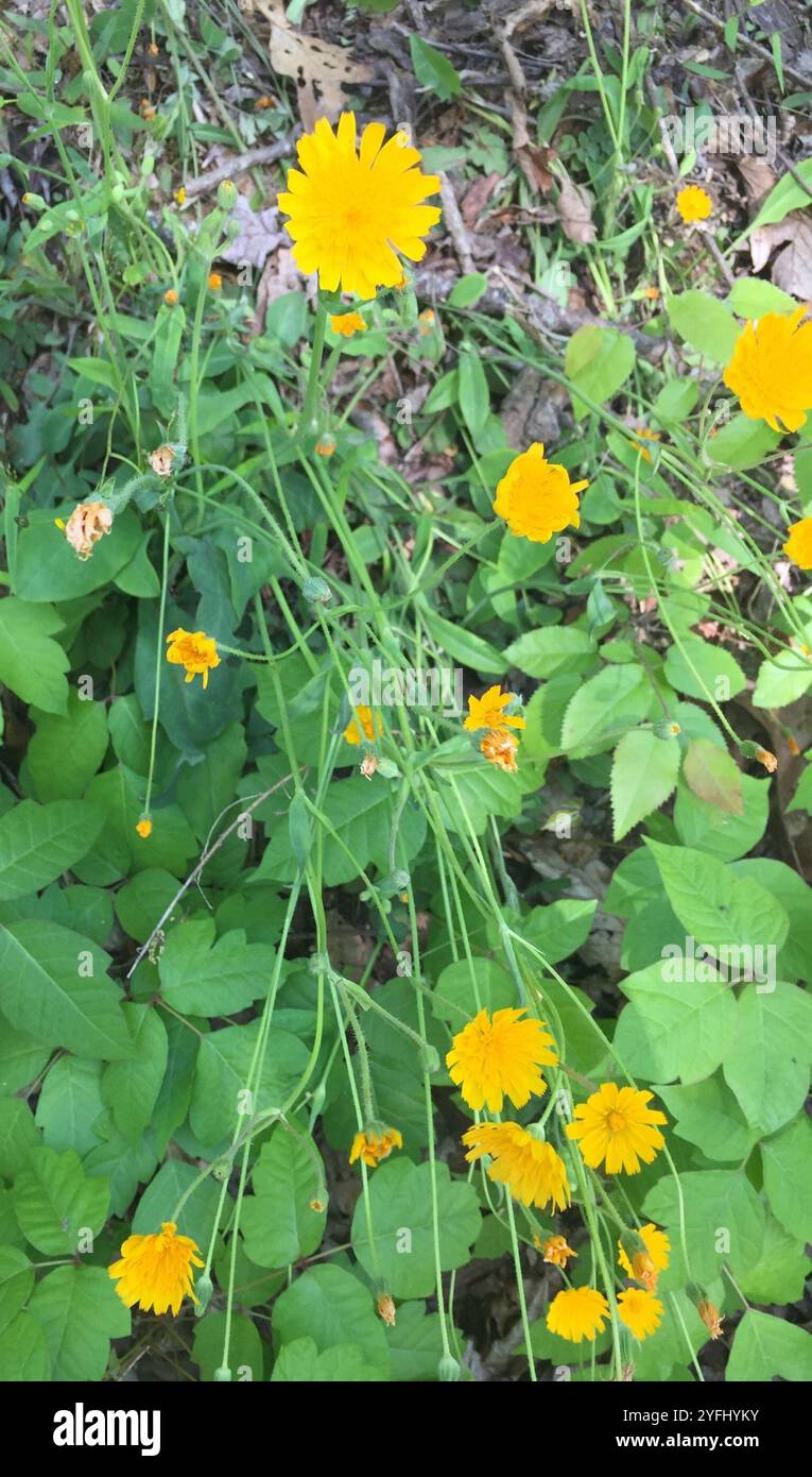 Two-flower Dwarf-dandelion (Krigia biflora Stock Photo - Alamy