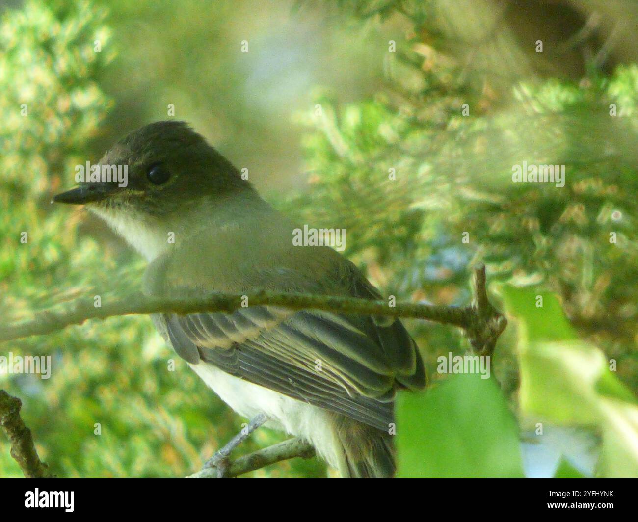 Eastern Phoebe (Sayornis phoebe Stock Photo - Alamy