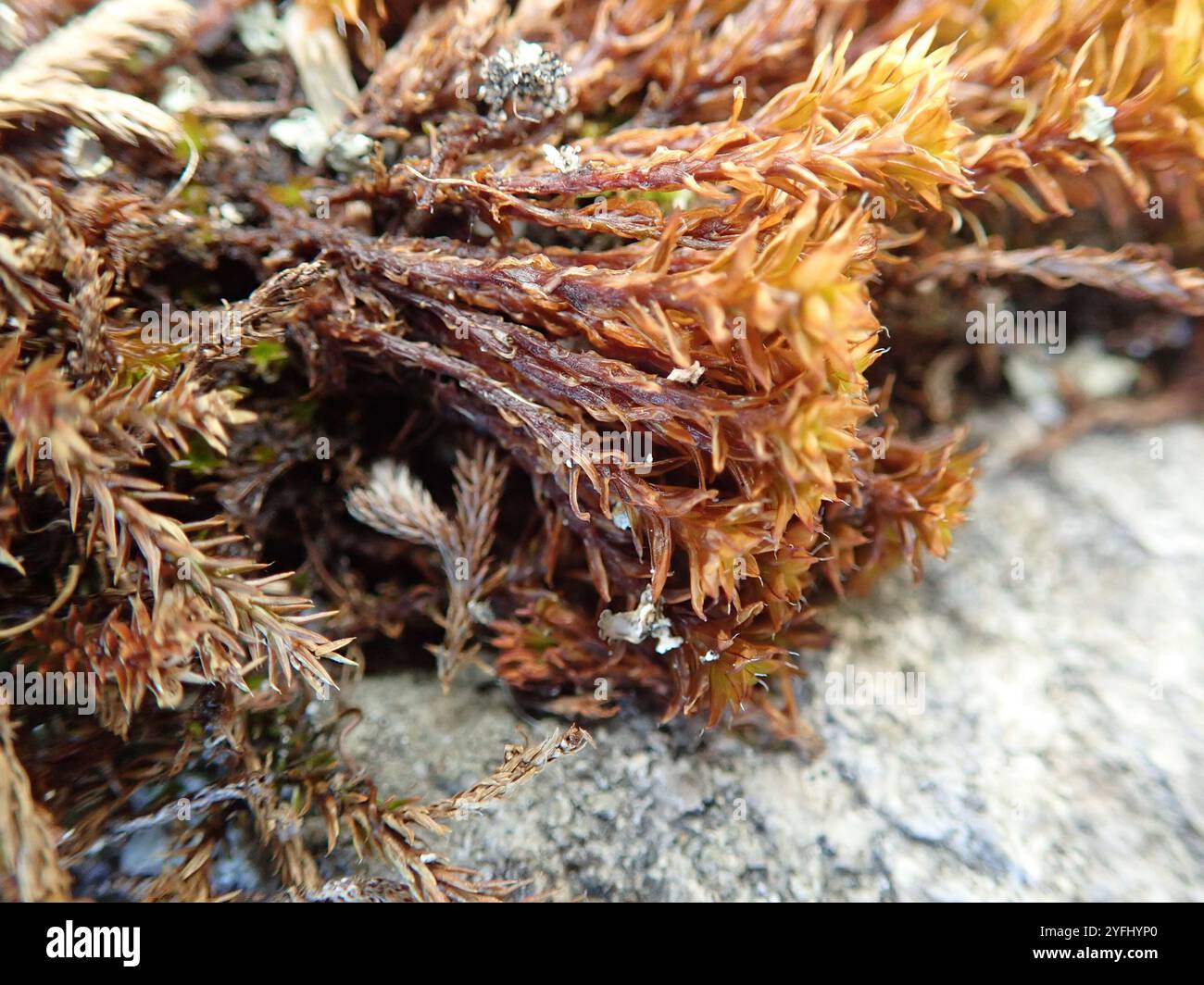 Brown Screw-moss (Syntrichia princeps Stock Photo - Alamy