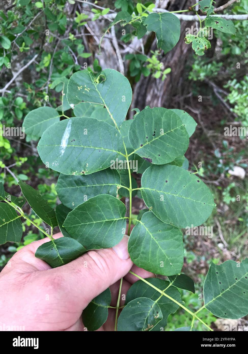 Texas ash (Fraxinus albicans Stock Photo - Alamy