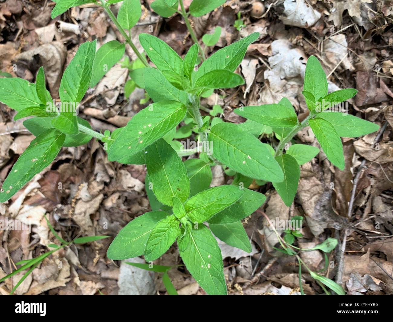 downy pagoda plant (Blephilia ciliata Stock Photo - Alamy