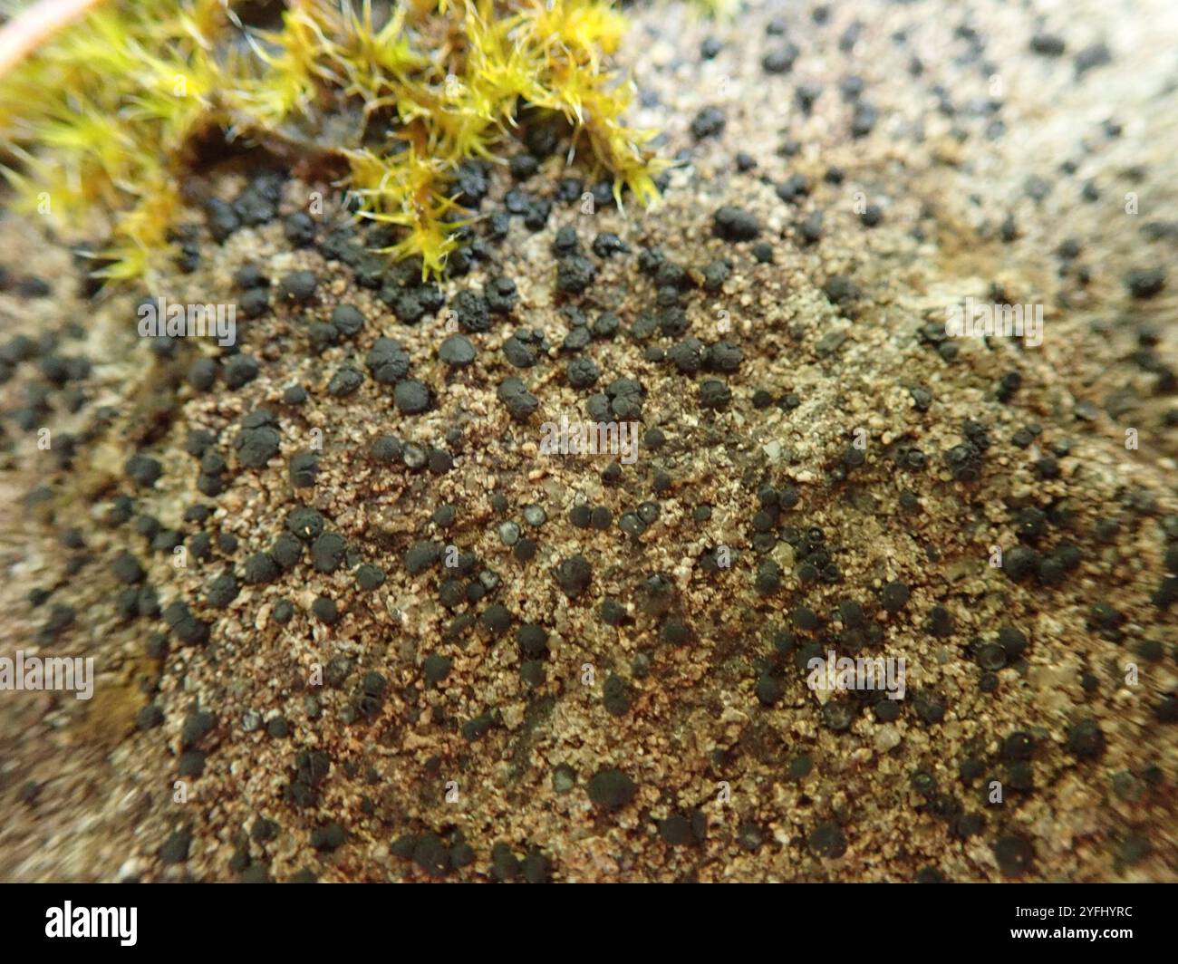 Concentric boulder lichen hi-res stock photography and images - Alamy