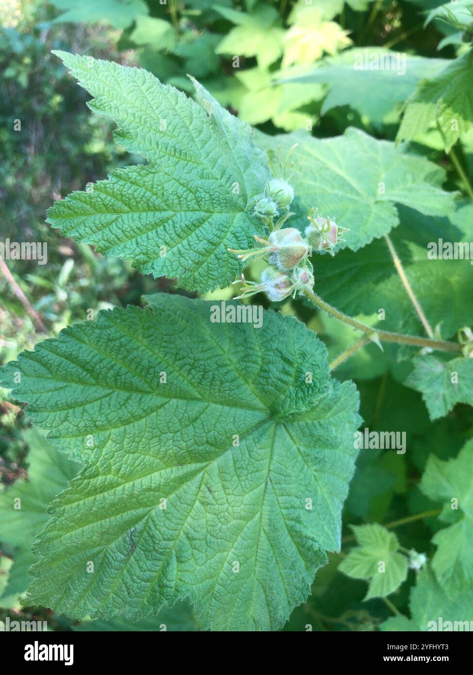 thimbleberry (Rubus parviflorus Stock Photo - Alamy