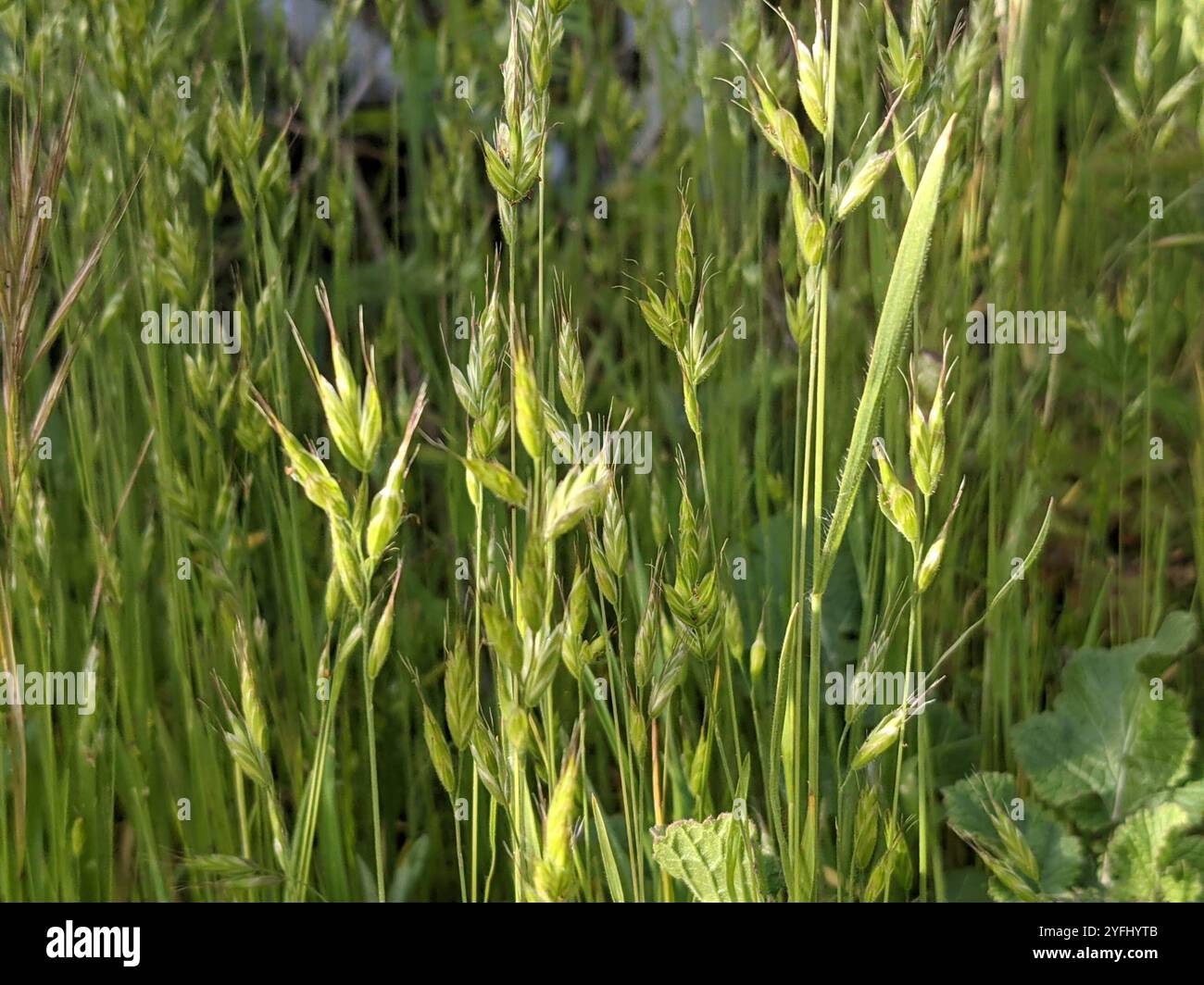 common soft brome (Bromus hordeaceus Stock Photo - Alamy