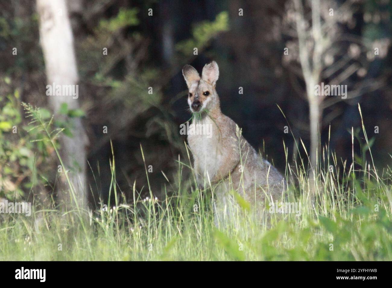 Red-necked Wallaby (Notamacropus rufogriseus Stock Photo - Alamy