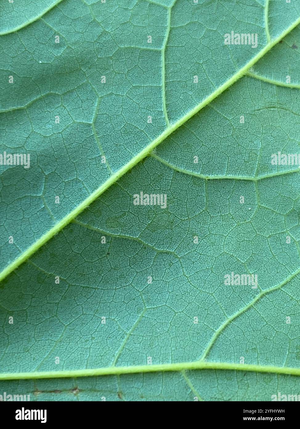 southern sugar maple (Acer floridanum Stock Photo - Alamy