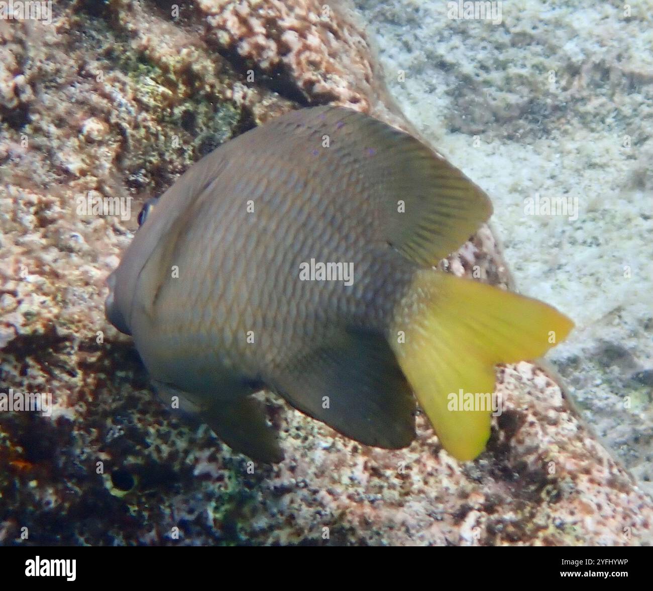 Yellowtail Damselfish (Microspathodon chrysurus Stock Photo - Alamy