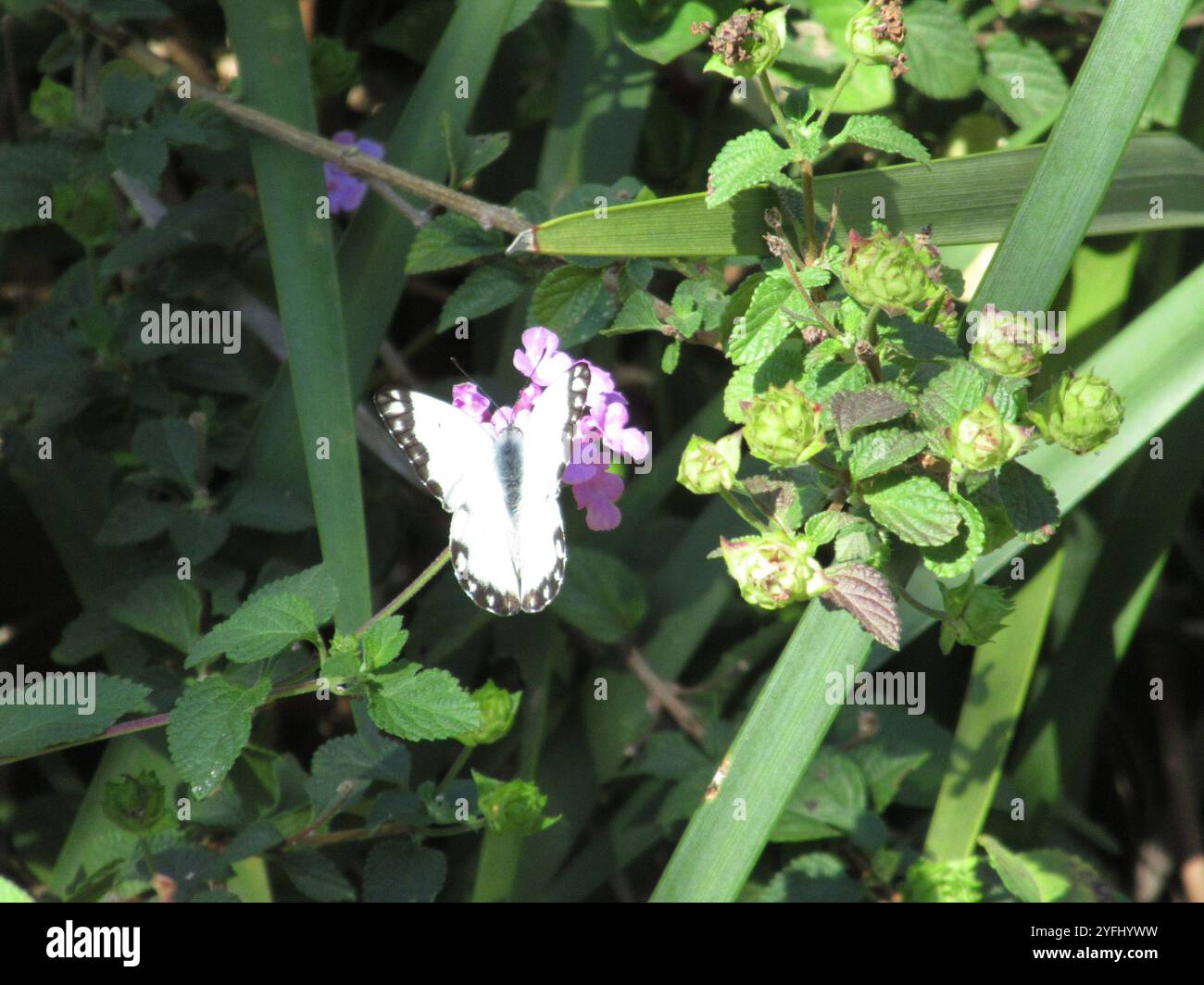 African Common White (Belenois creona severina Stock Photo - Alamy