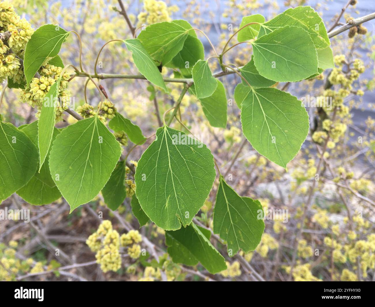 trembling aspen (Populus tremuloides Stock Photo - Alamy