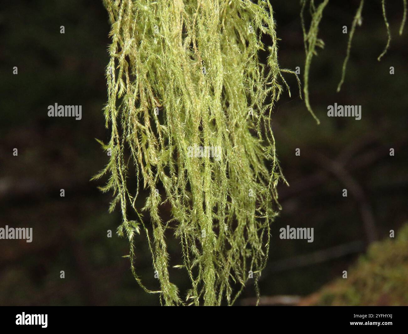 Cat's Tail Moss (Pseudisothecium stoloniferum Stock Photo - Alamy