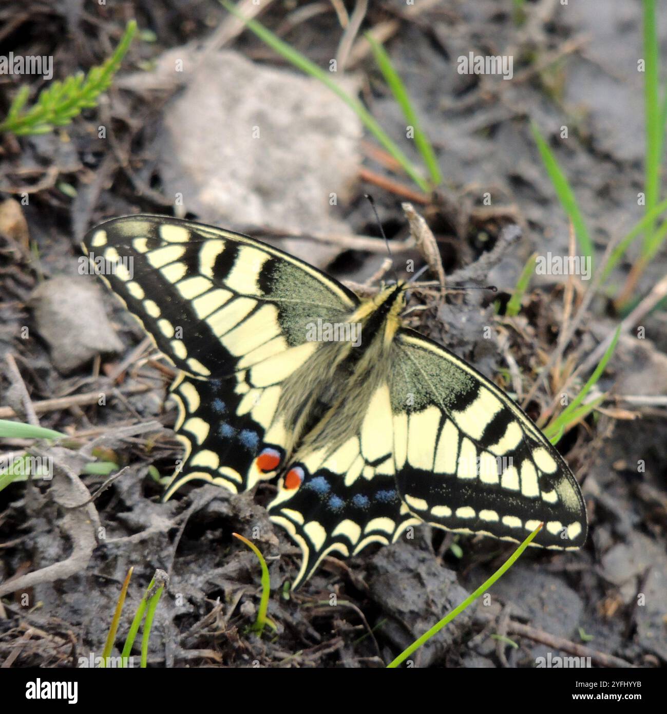 Old World Swallowtail (Papilio machaon Stock Photo - Alamy