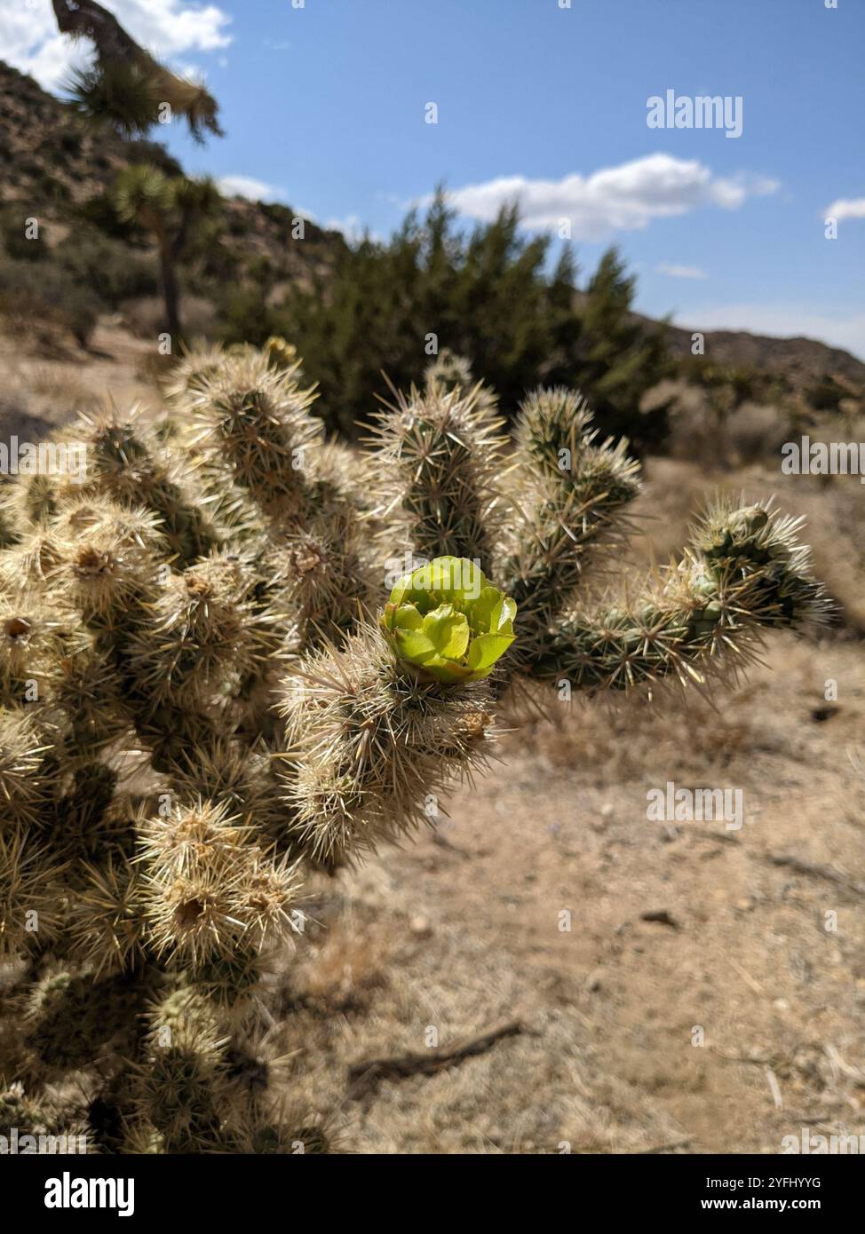 Silver Cholla (Cylindropuntia echinocarpa Stock Photo - Alamy