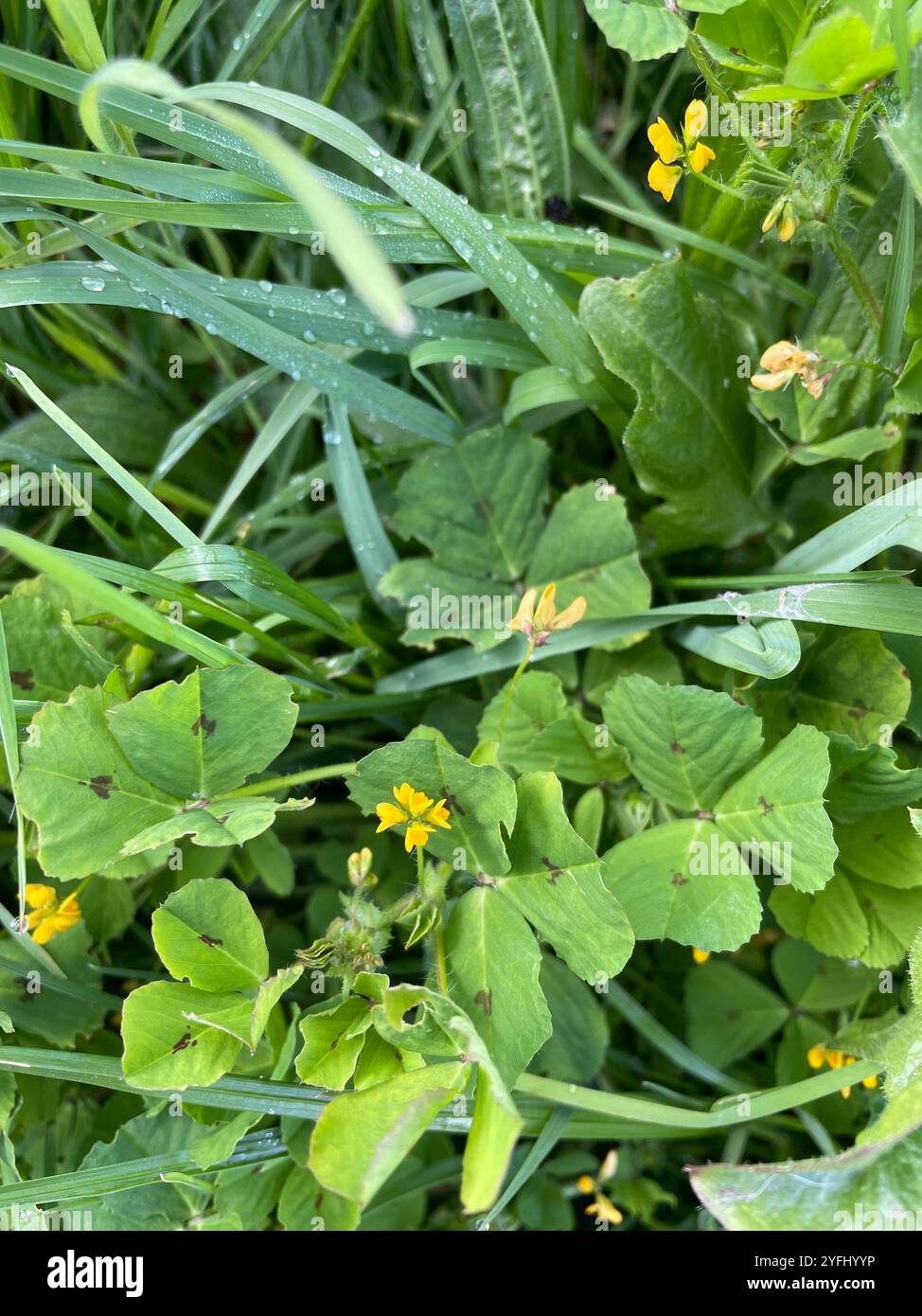 Spotted medick (Medicago arabica Stock Photo - Alamy