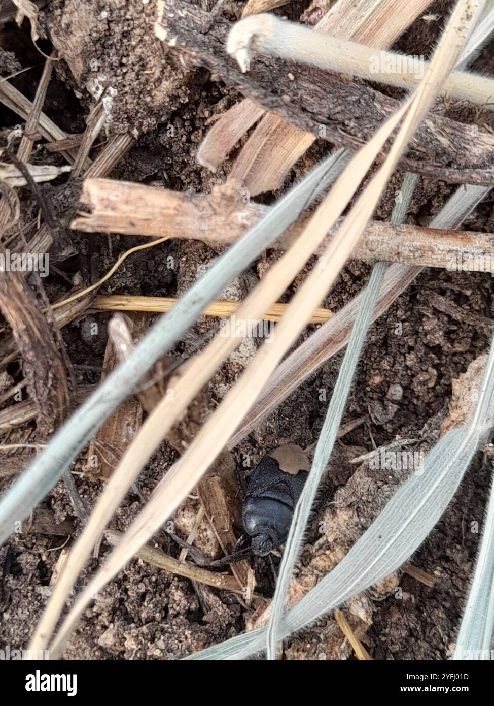 Black burrowing bug (Cydnus aterrimus Stock Photo - Alamy