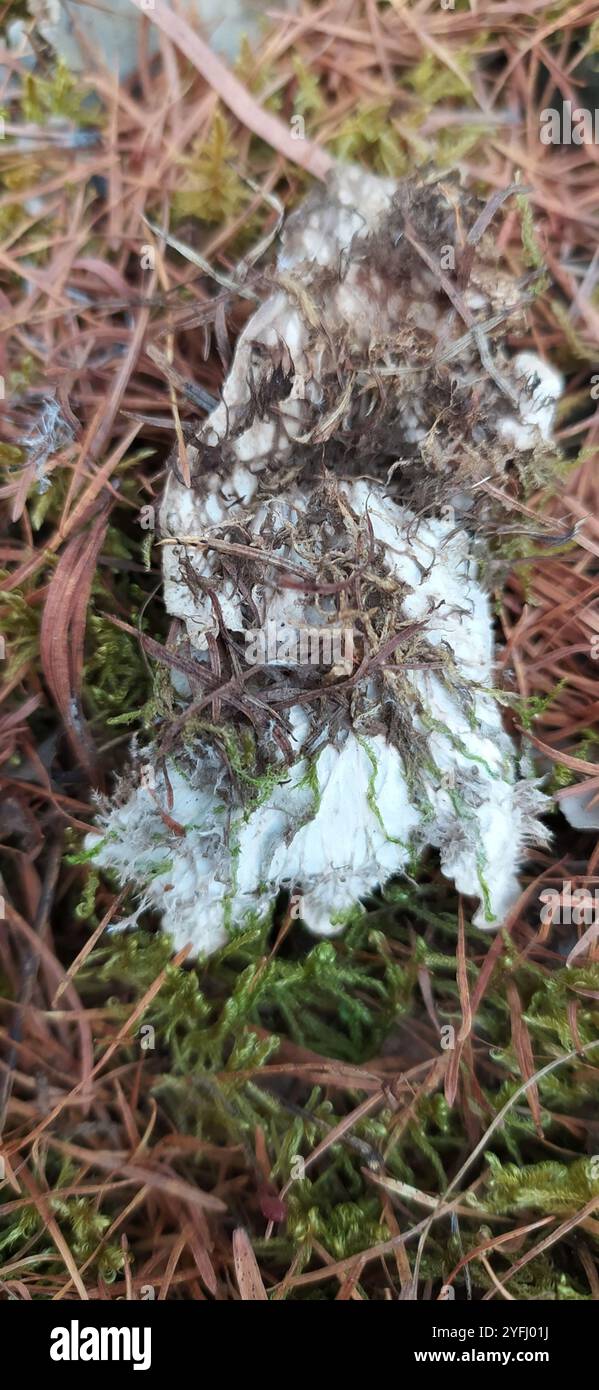 dog pelt lichen (Peltigera canina Stock Photo - Alamy