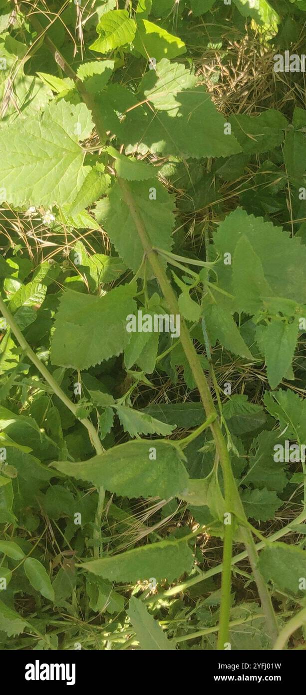 California beeplant (Scrophularia californica Stock Photo - Alamy