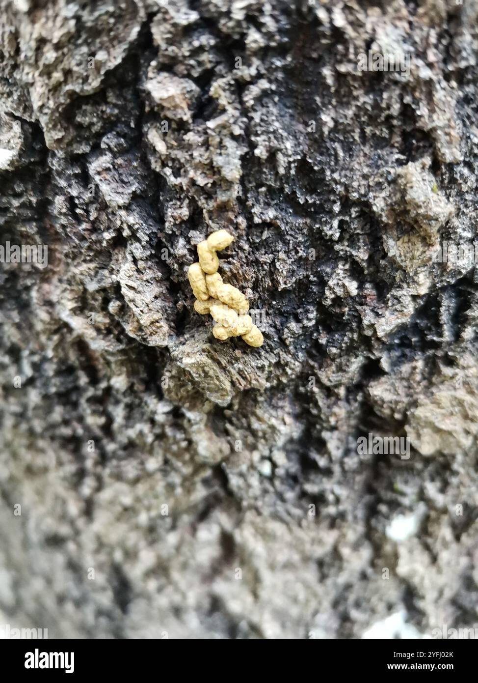 Siberian Flying Squirrel (Pteromys volans Stock Photo - Alamy