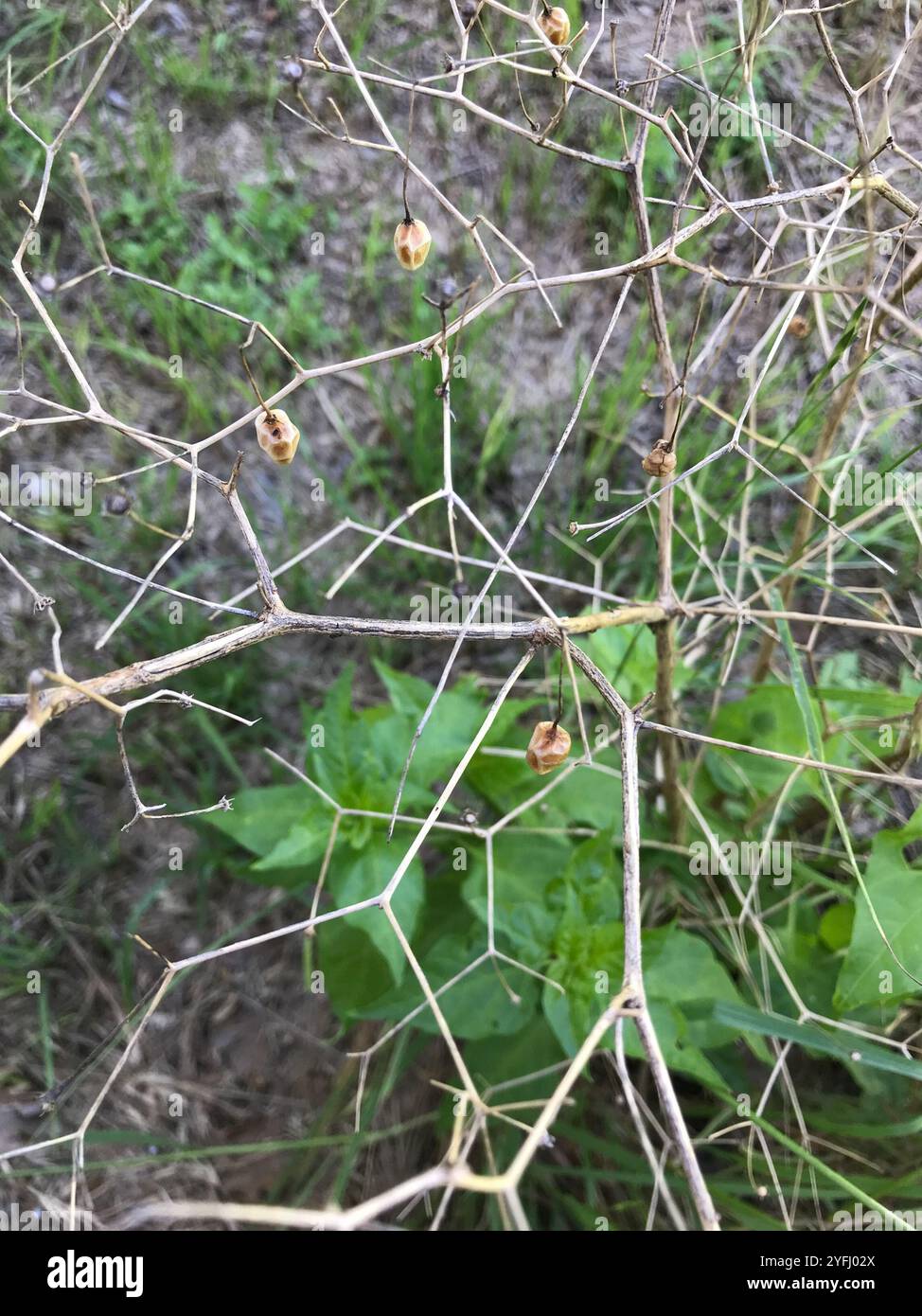 Capsicum annuum glabriusculum hi-res stock photography and images - Alamy