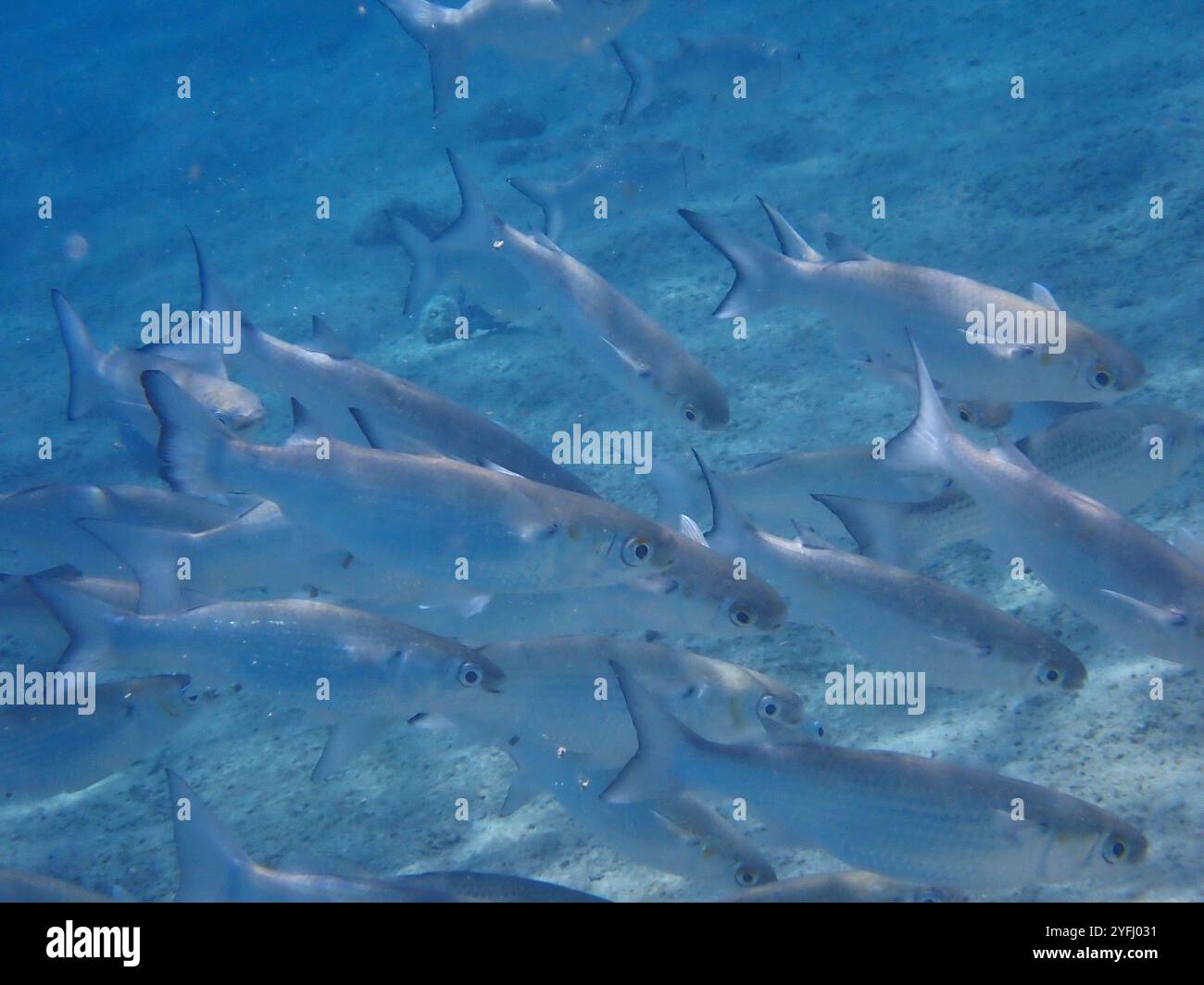 White Mullet (Mugil curema Stock Photo - Alamy