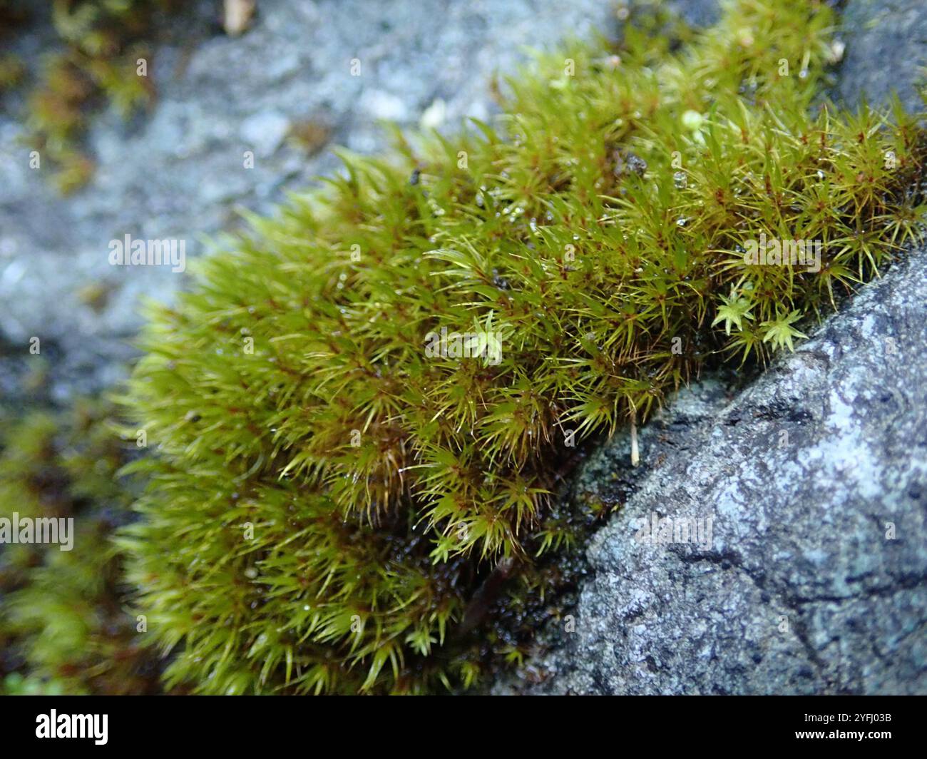 Sharp-leaved Blindia (Blindia acuta Stock Photo - Alamy