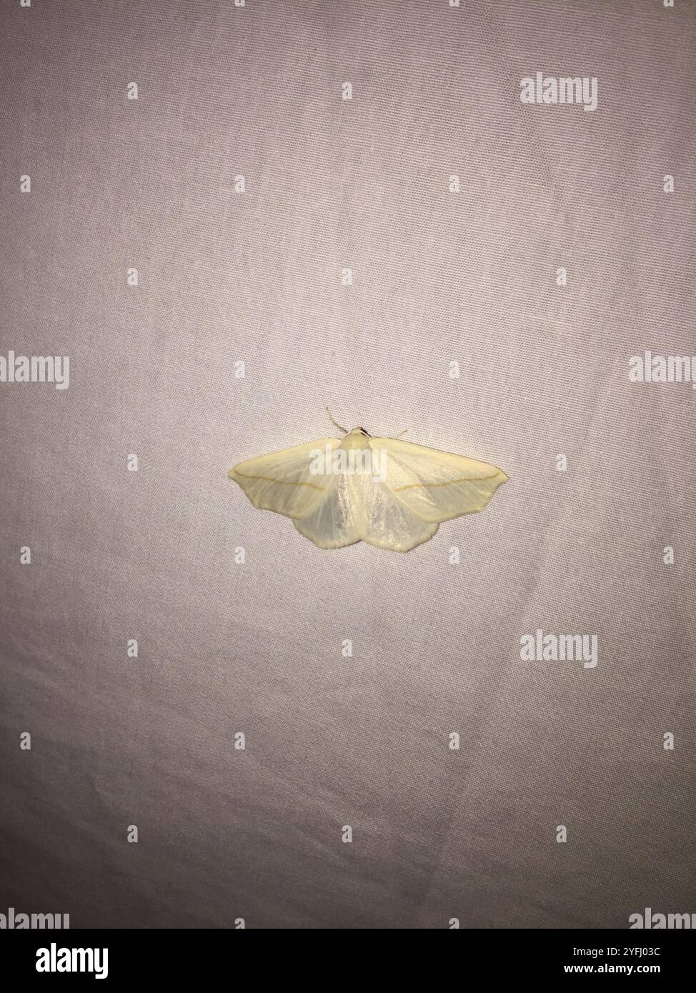 White Slant-line (Tetracis cachexiata Stock Photo - Alamy