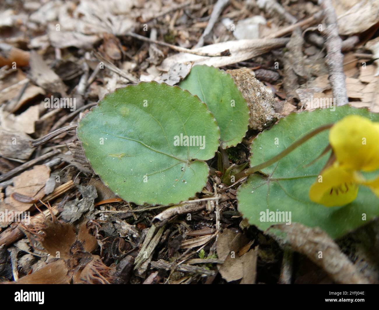 Round-leaved Violet (Viola rotundifolia Stock Photo - Alamy