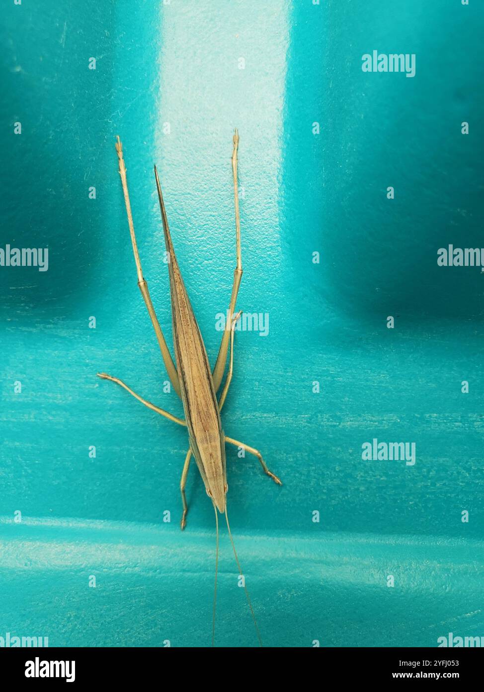 Euconocephalus Katydids (Euconocephalus Stock Photo - Alamy