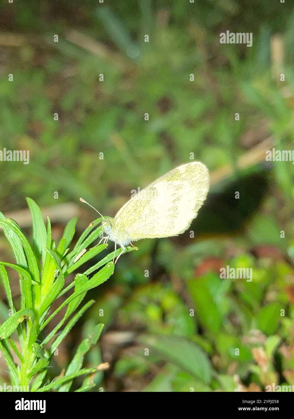 Dainty Sulphur (Nathalis iole Stock Photo - Alamy