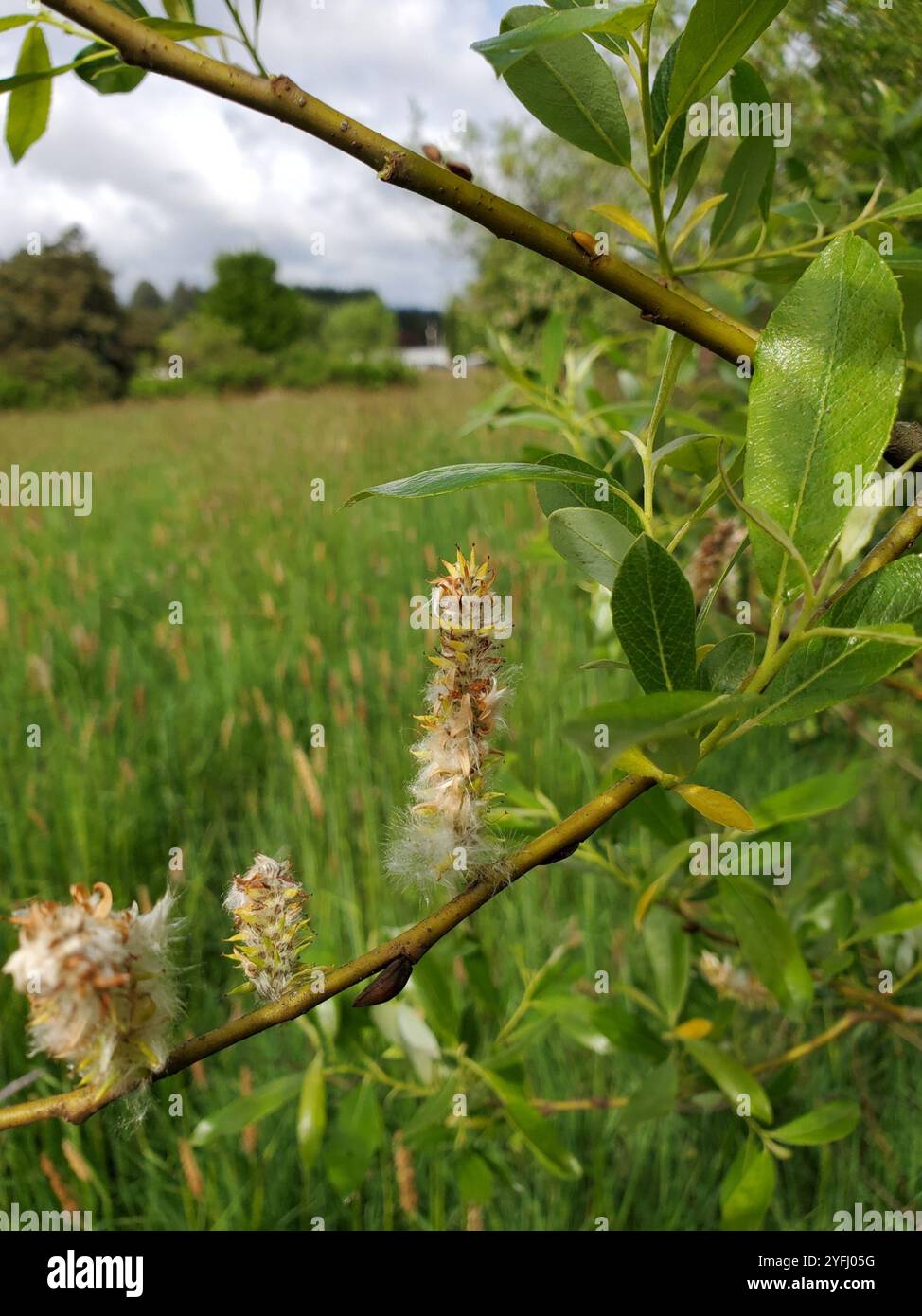 coastal willow (Salix hookeriana Stock Photo - Alamy