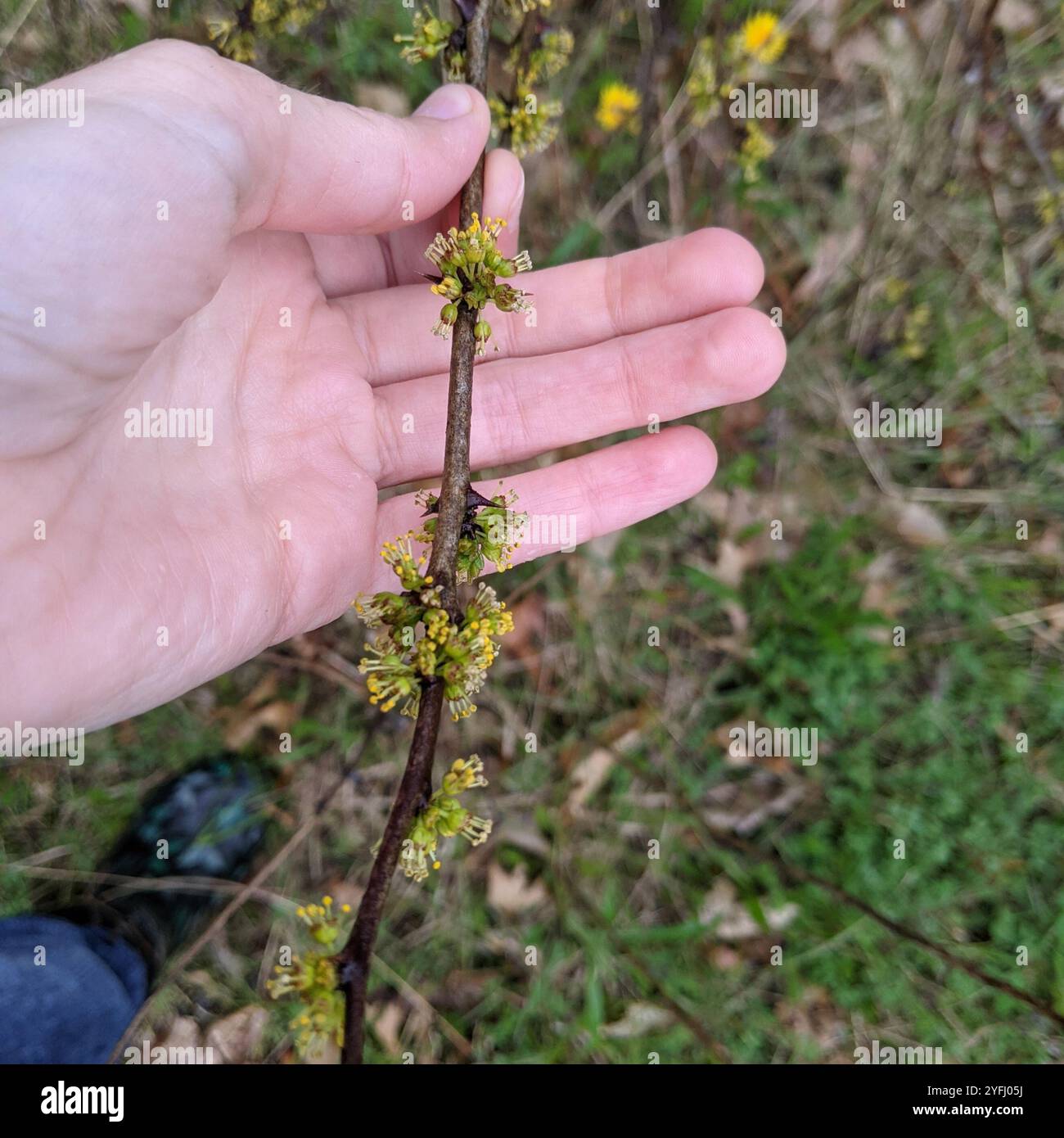 common prickly ash (Zanthoxylum americanum Stock Photo - Alamy