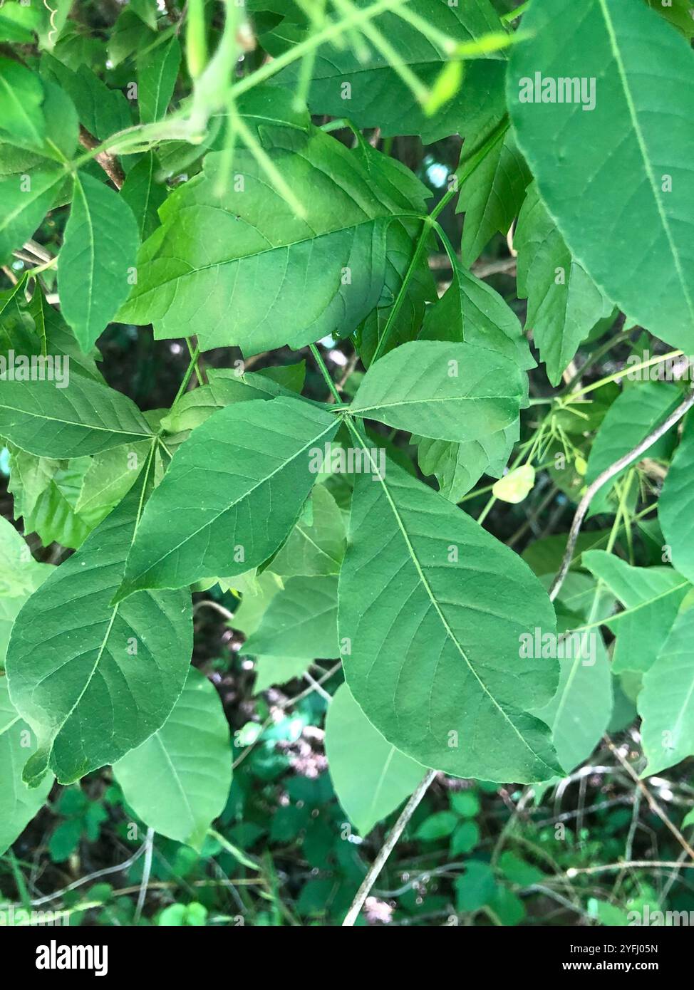 common hoptree (Ptelea trifoliata Stock Photo - Alamy