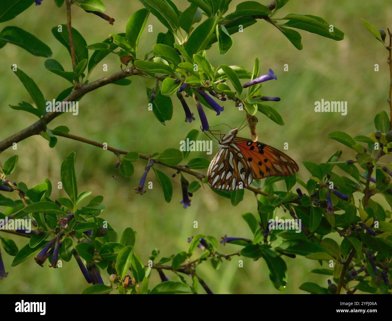 Dione vanillae maculosa hi-res stock photography and images - Alamy