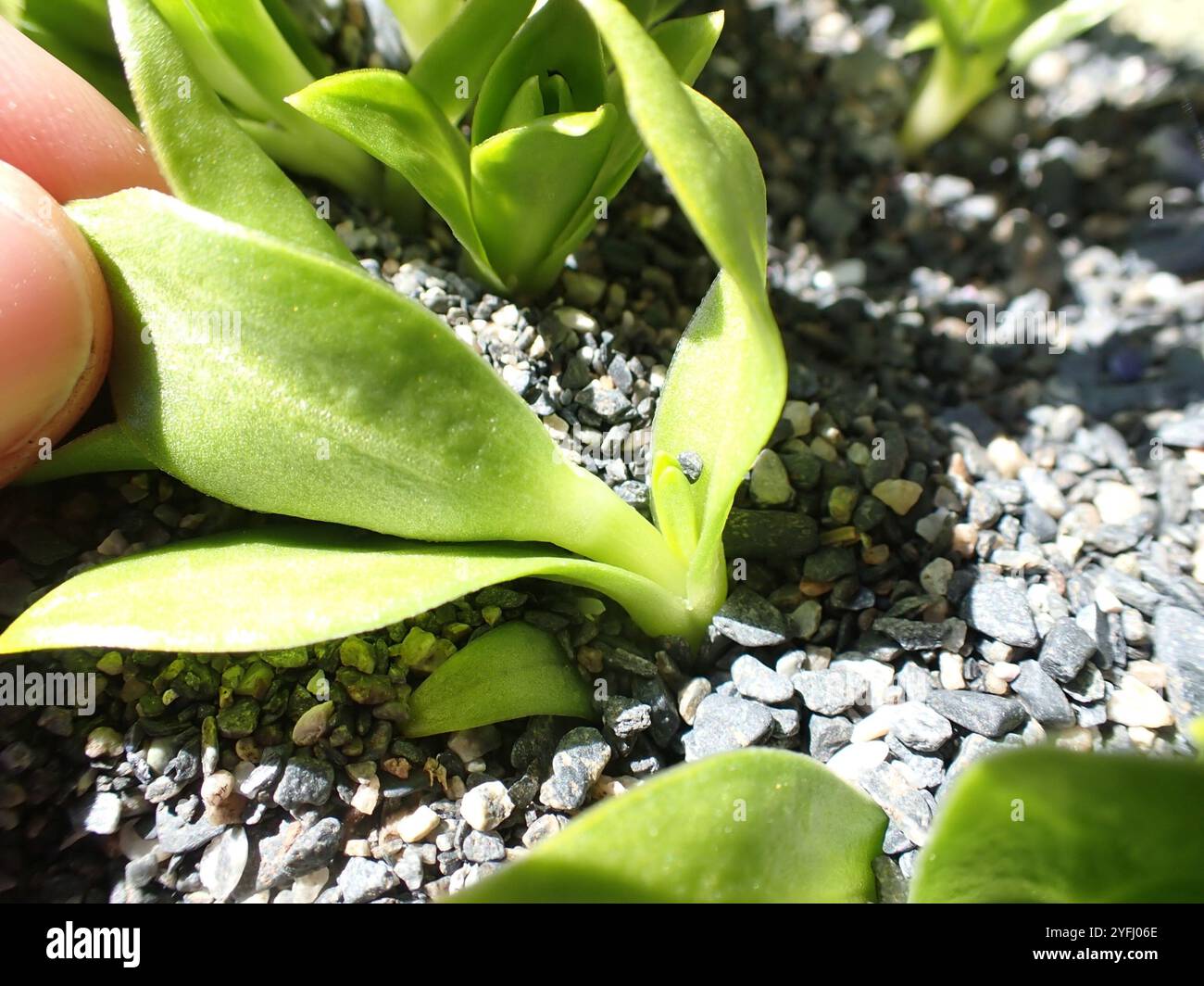 Sea Sandwort (Honckenya peploides Stock Photo - Alamy