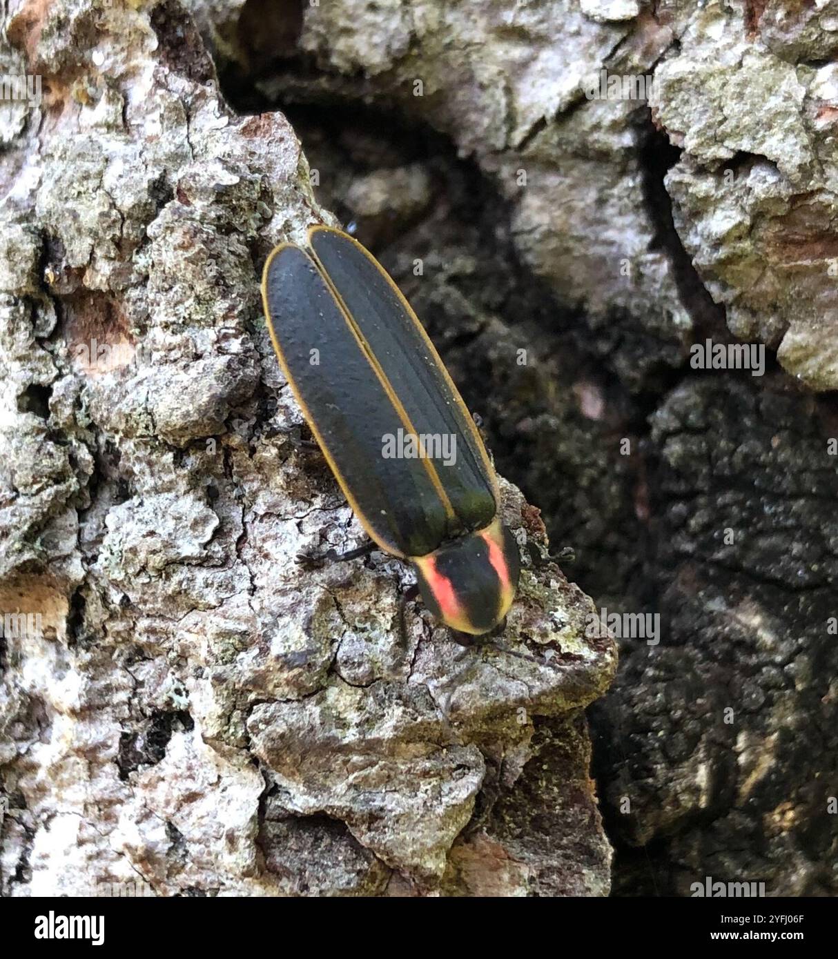 Pyractomena borealis hi-res stock photography and images - Alamy