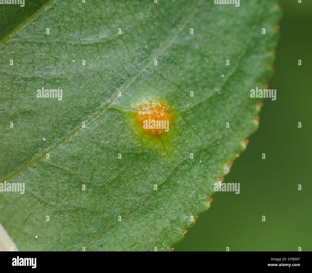 Crown Rust (Puccinia coronata Stock Photo - Alamy