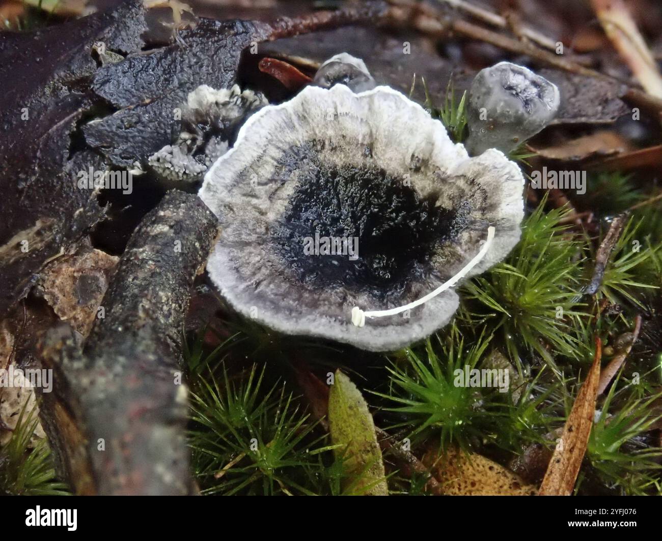 Phellodon niger hi-res stock photography and images - Alamy