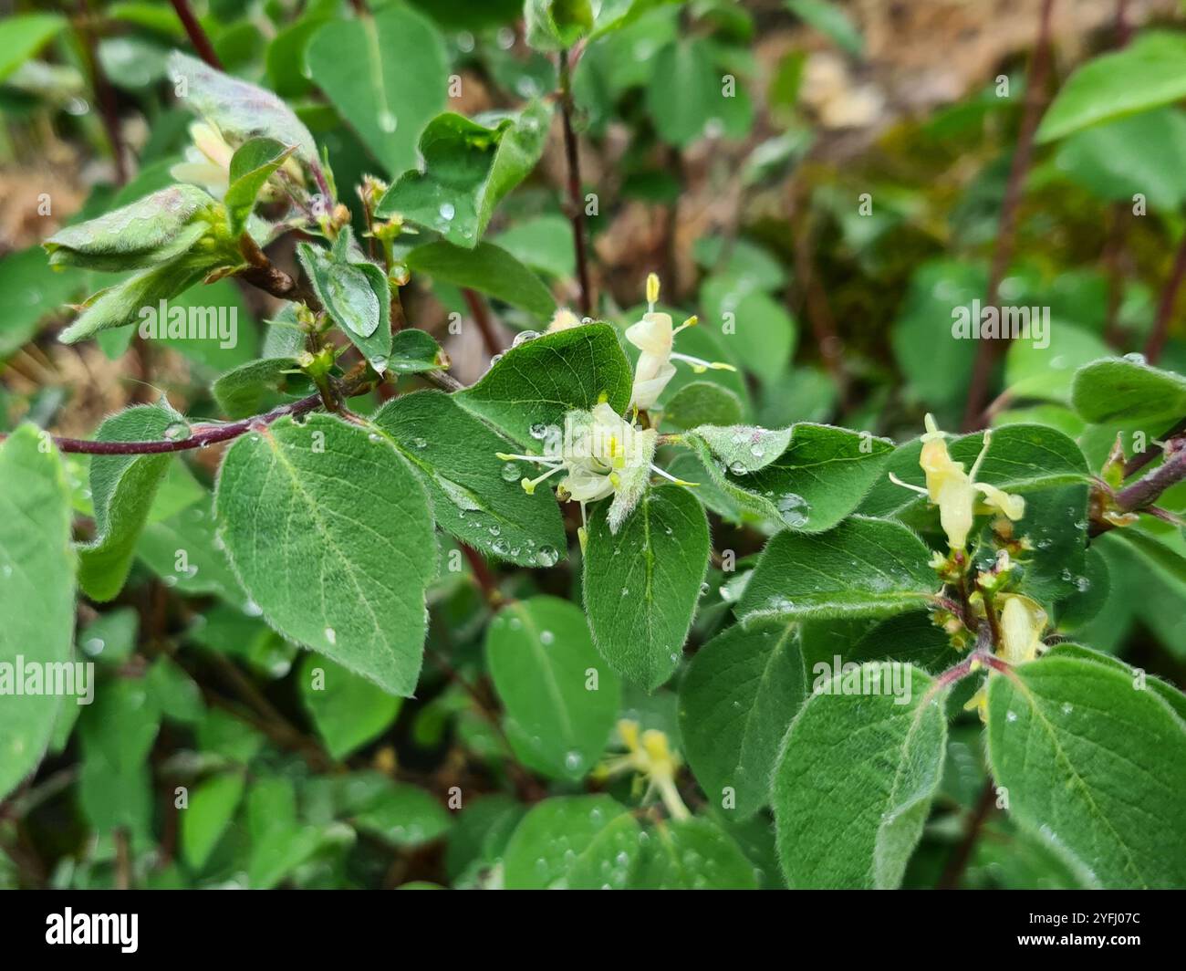 Fly Honeysuckle (Lonicera xylosteum Stock Photo - Alamy