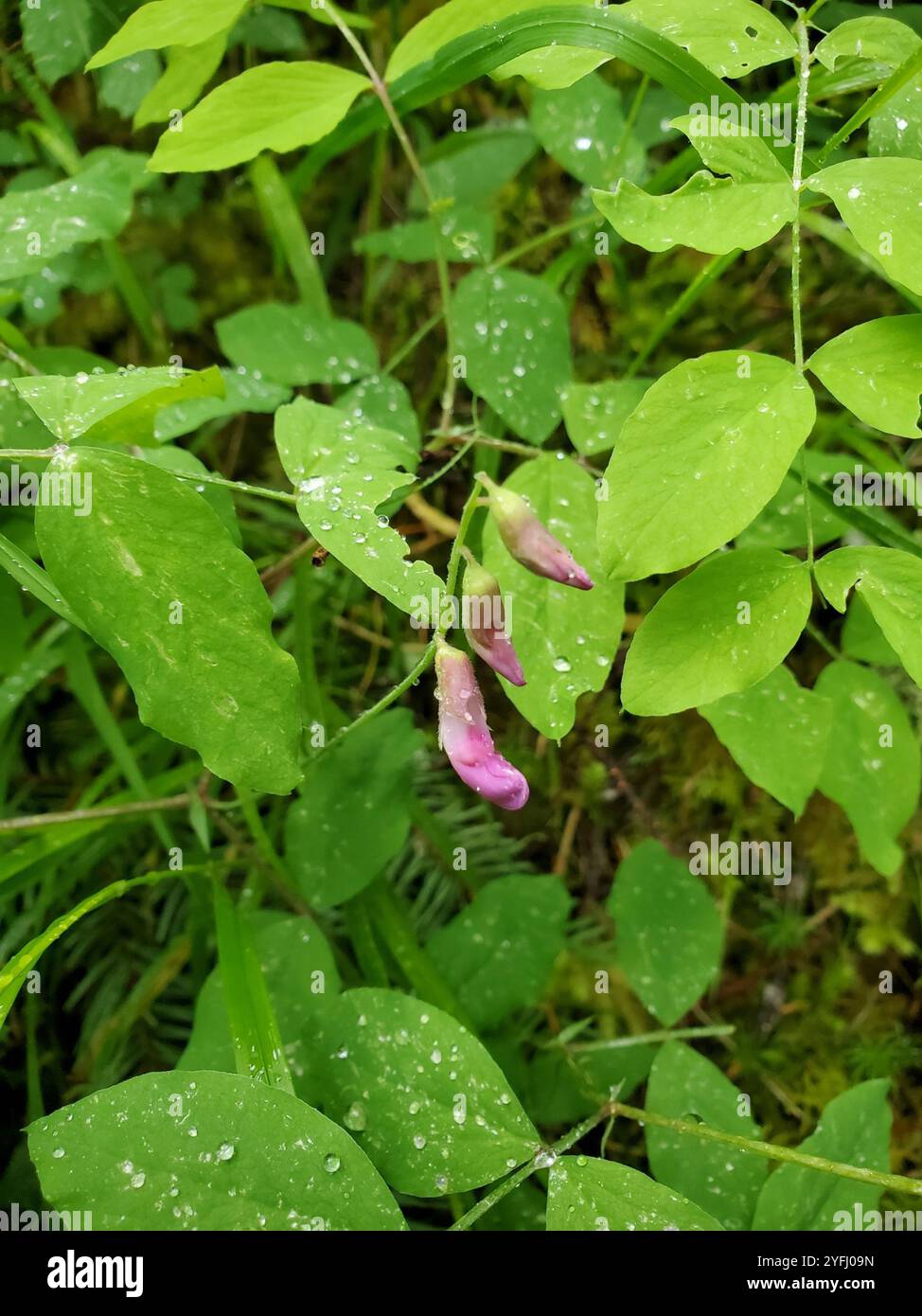 Sierra Nevada Peavine (Lathyrus nevadensis Stock Photo - Alamy