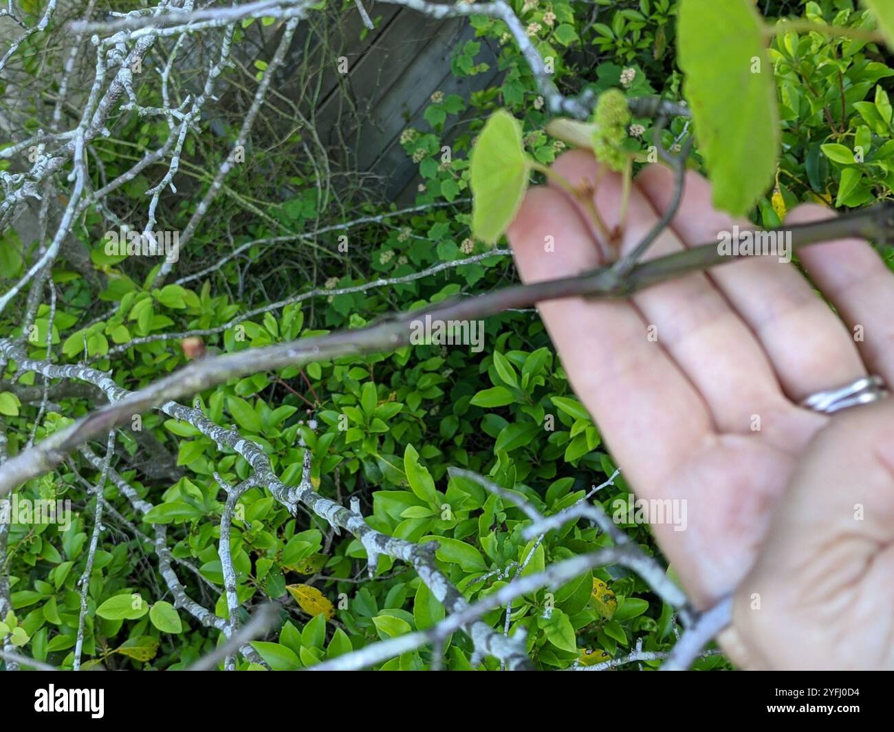 Fox grape hi-res stock photography and images - Alamy