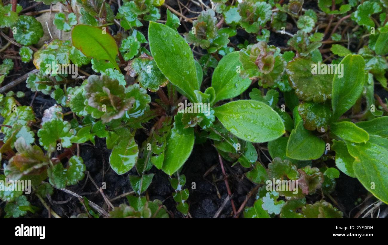 evening lychnis (Silene latifolia alba Stock Photo - Alamy