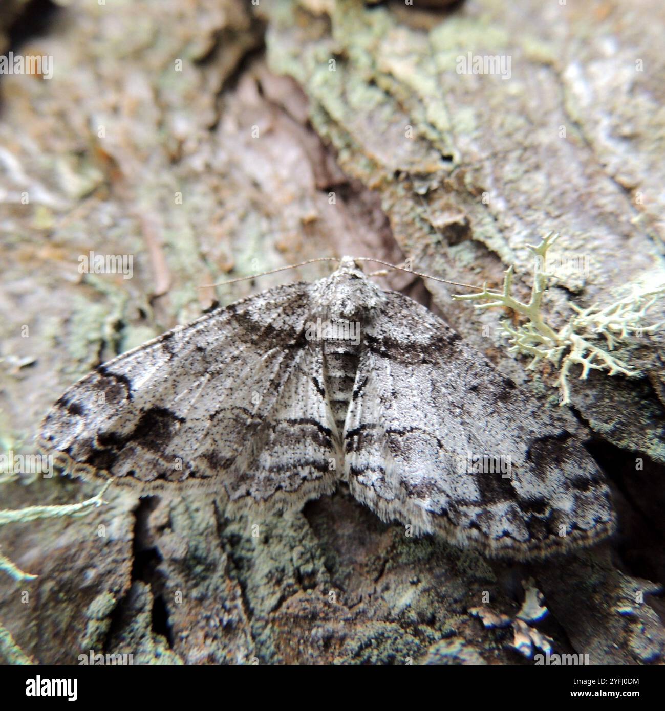 Square Spot (Paradarisa consonaria Stock Photo - Alamy