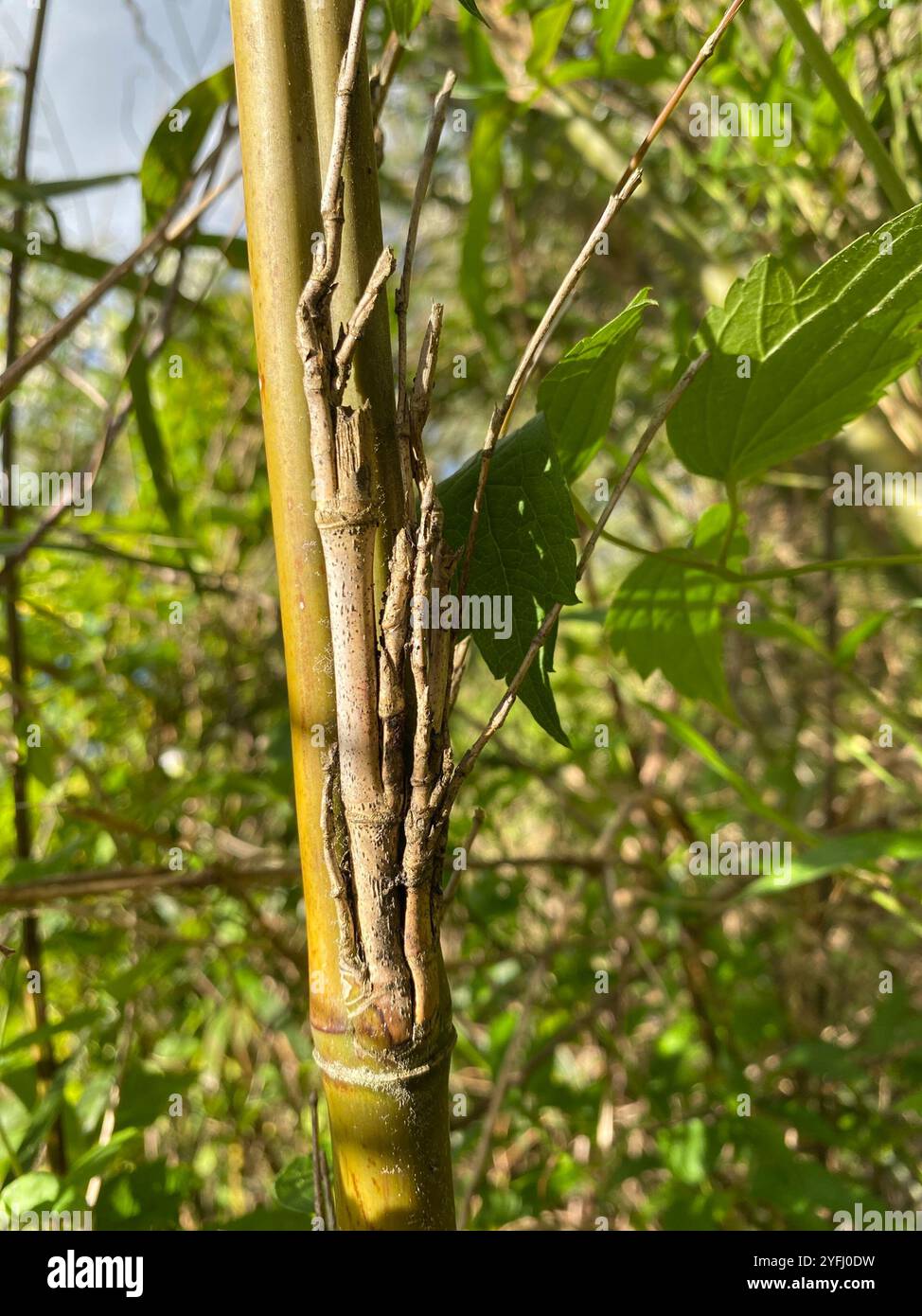 Arundinaria gigantea hi-res stock photography and images - Alamy