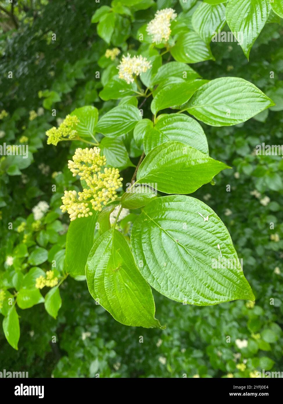 alternate-leaved dogwood (Cornus alternifolia Stock Photo - Alamy