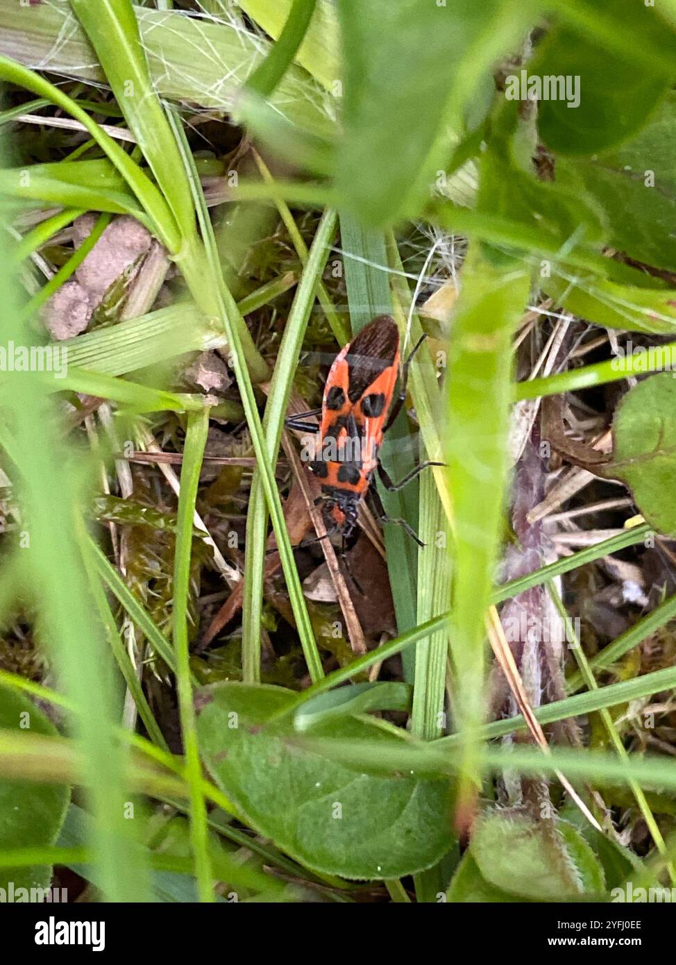 Spotted Firebug (Corizus hyoscyami Stock Photo - Alamy