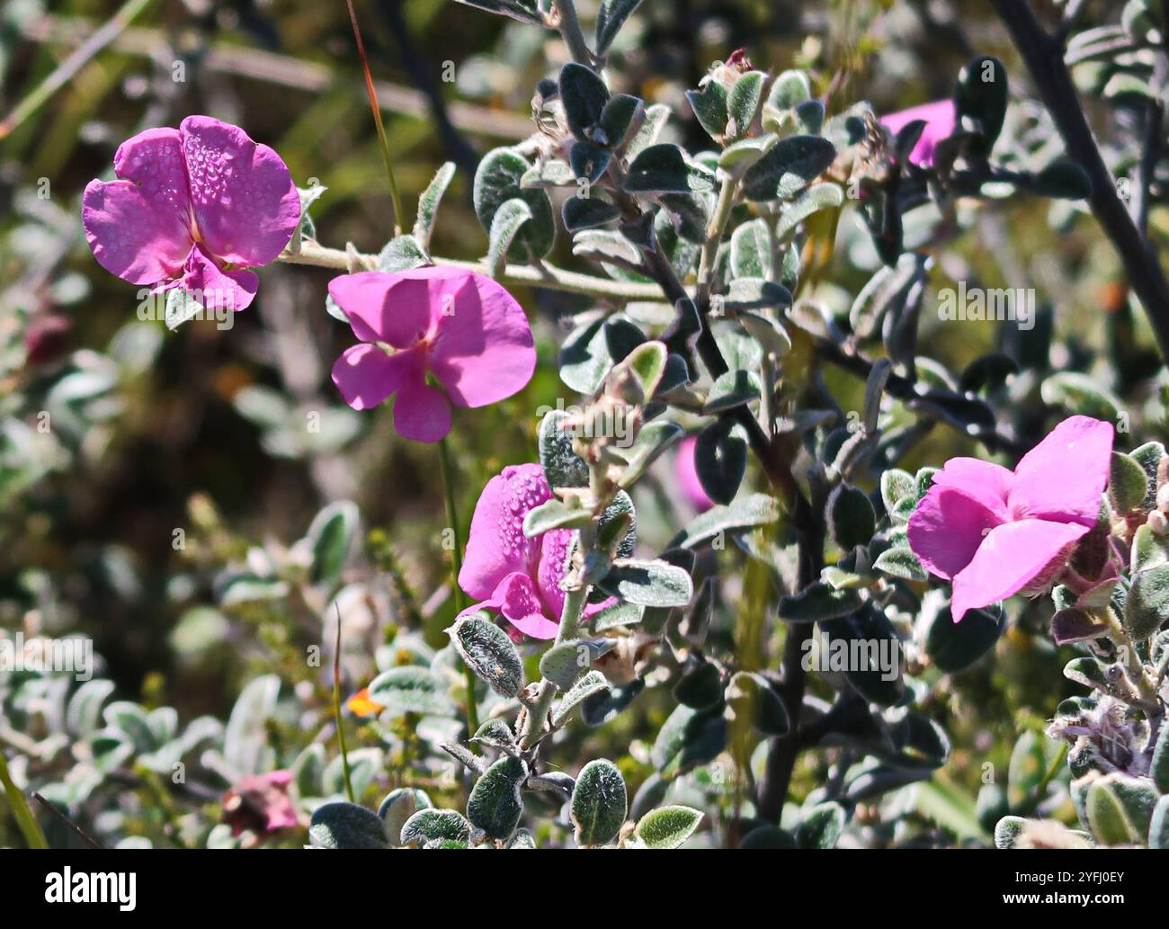 Hairy Capesweetpea (Podalyria burchellii Stock Photo - Alamy