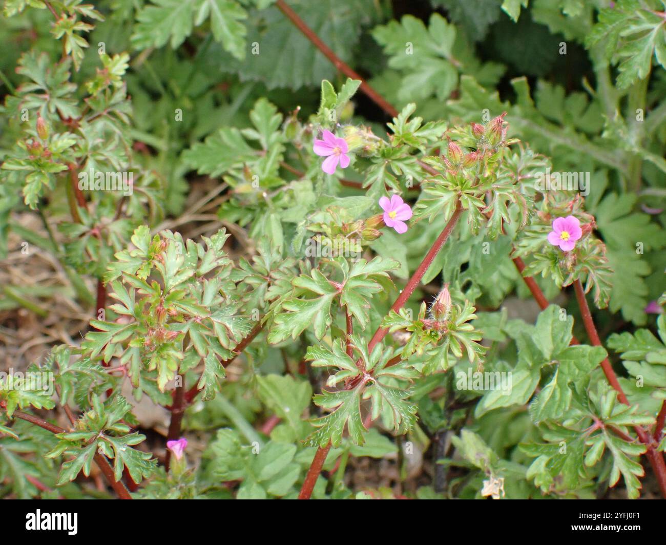 Little-Robin (Geranium purpureum Stock Photo - Alamy