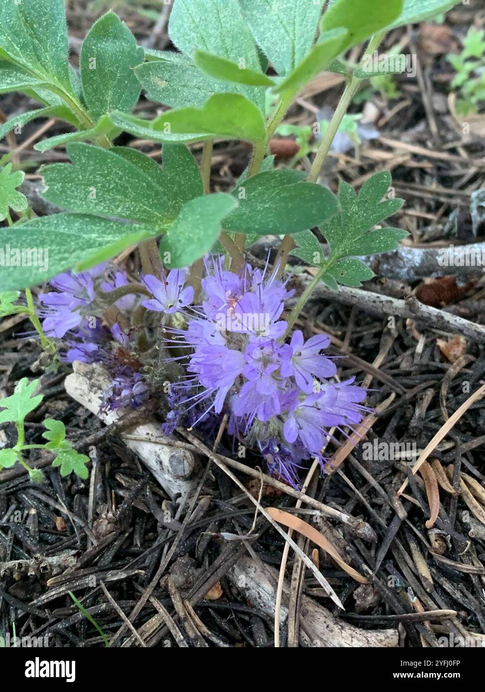 alpine waterleaf (Hydrophyllum alpestre Stock Photo - Alamy